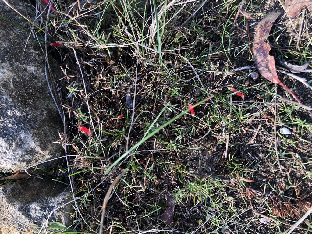 Cranberry Heath from Mary Seymour Conservation Park, Bool Lagoon, SA ...