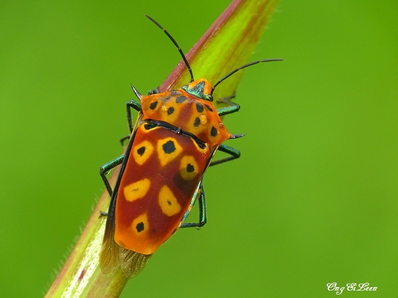 ocellated shield bug from 30 Venus Dr, Windsor Nature Park, Singapore ...