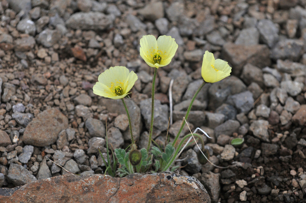 Arctic Poppy (Papaver radicatum) - Botanical Realm