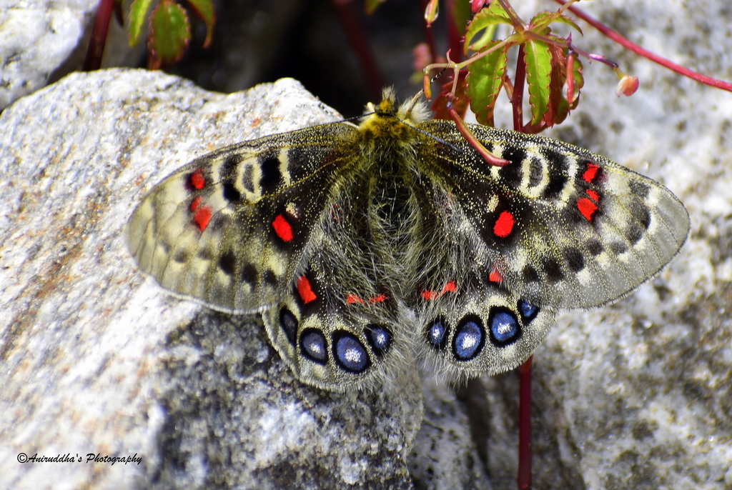 Common Blue Apollo from Valley of Flowers National Park, Uttarakhand ...