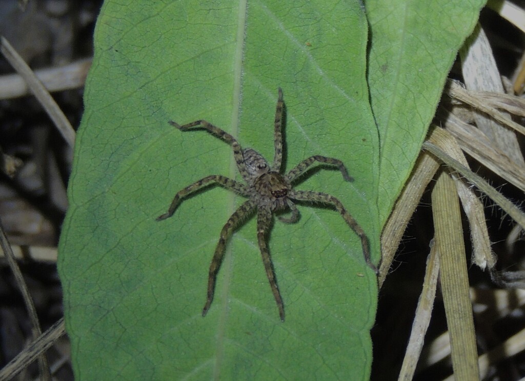 Giant Huntsman Spiders from Rewan QLD 4702, Australia on May 27, 2025 ...