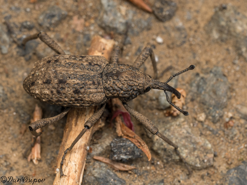Sipalinus gigas from Midori Ward, Sagamihara, Kanagawa, Japan on April 28, 2025 at 10:40 AM by ...