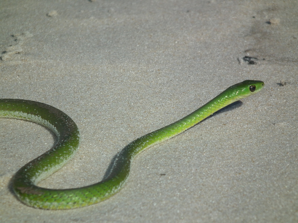 Green Water Snake from Sesheke, Zambia on July 8, 2016 at 03:05 PM by ...