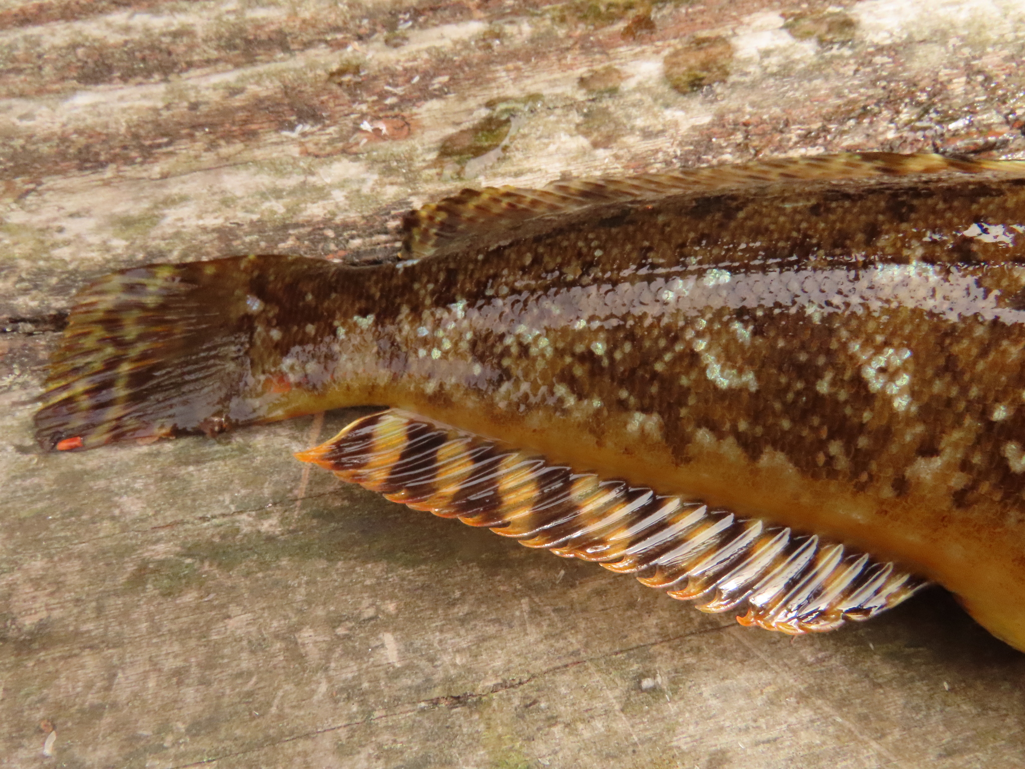 Hexagrammos octogrammus (Pallas, 1814)