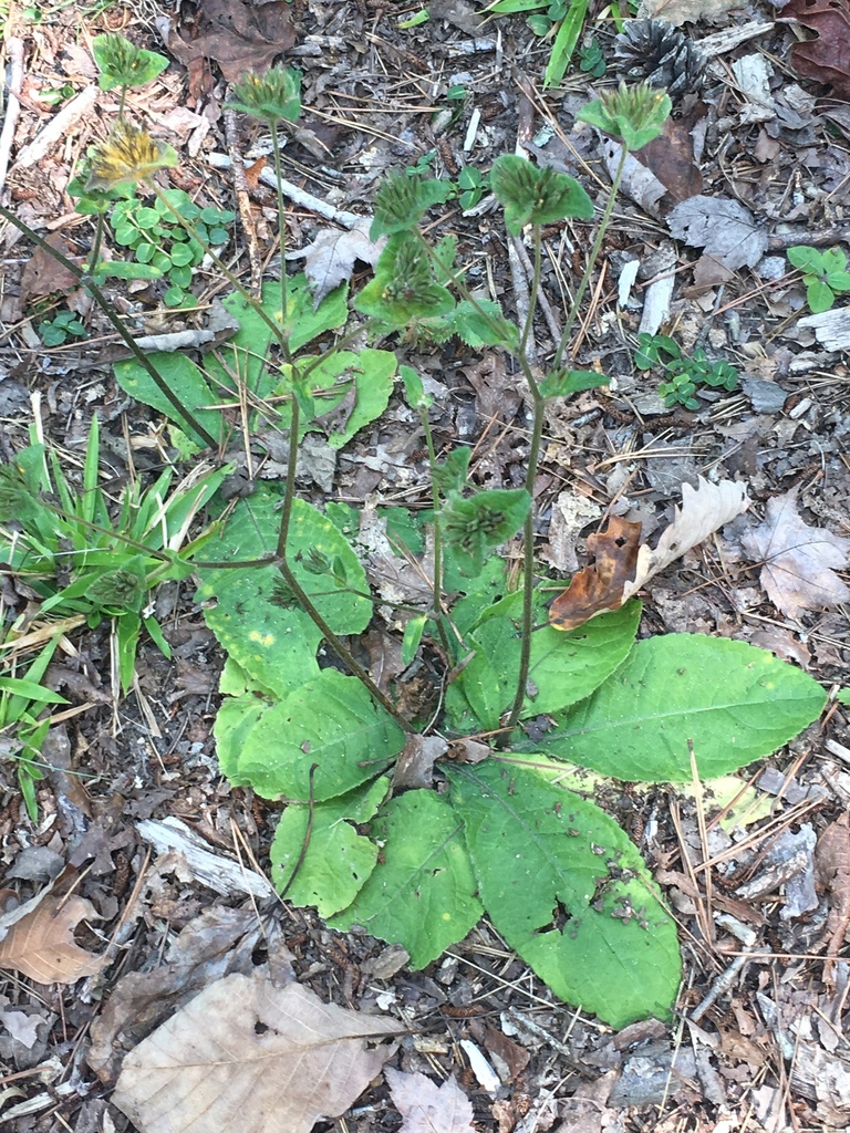 common elephant's-foot from Pickett County, US-TN, US on September 13 ...
