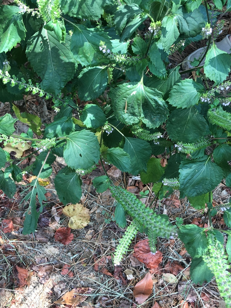 beefsteak plant from Ville Platte, LA, US on September 13, 2019 at 01: ...