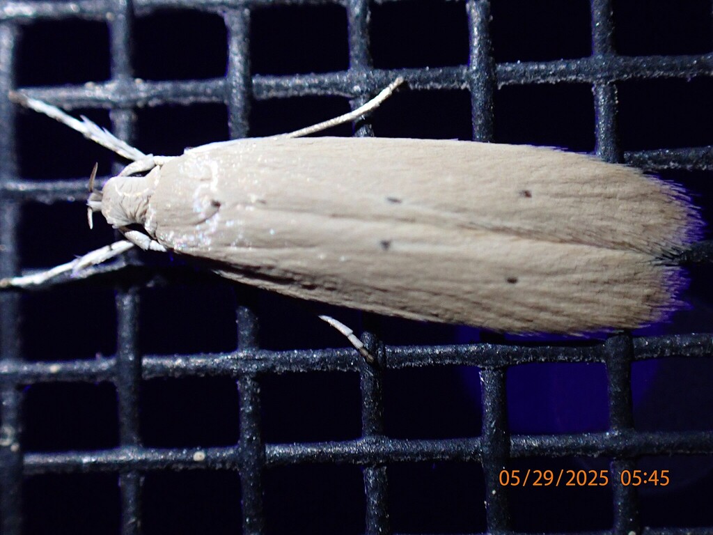 Palm Leaf Skeletonizer Moth from Dunedin, FL, USA on May 29, 2025 at 05 ...