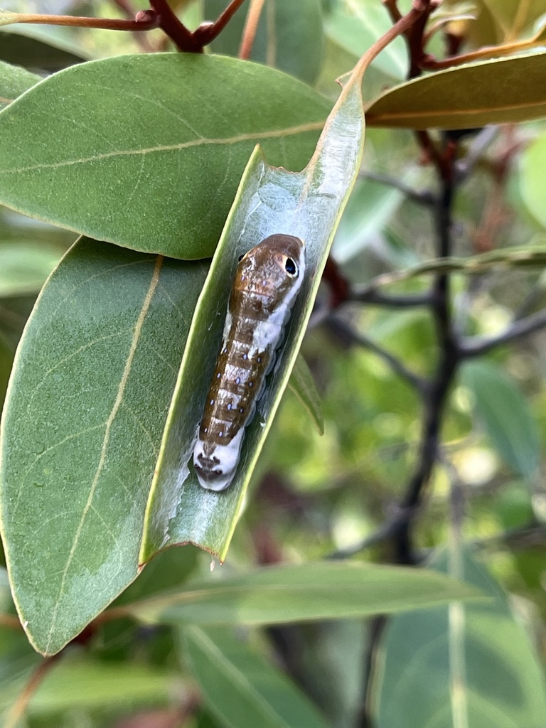 Spicebush Swallowtail from Lyonia Preserve Trail, Deltona, FL, US on ...