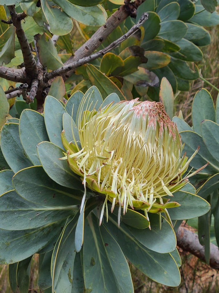 Wagon Tree from Jonkershoek Nature Reserve Cape Winelands District ...