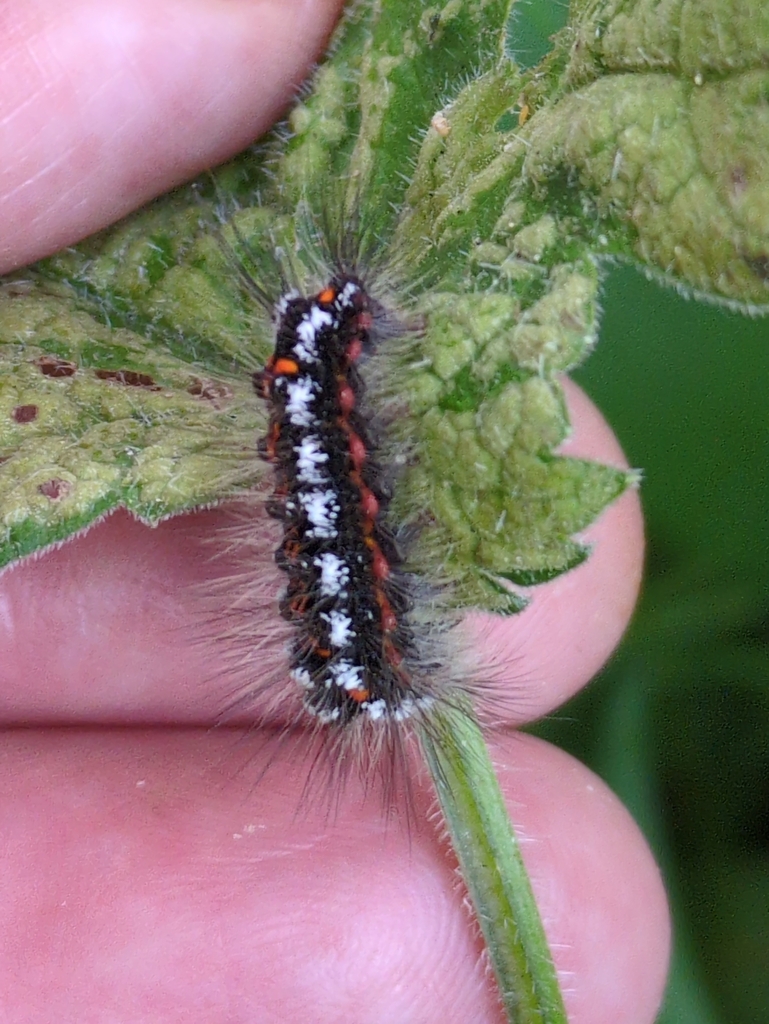 Swan Moth from Kexby, York, UK on 29 May, 2025 at 03:53 PM by ...