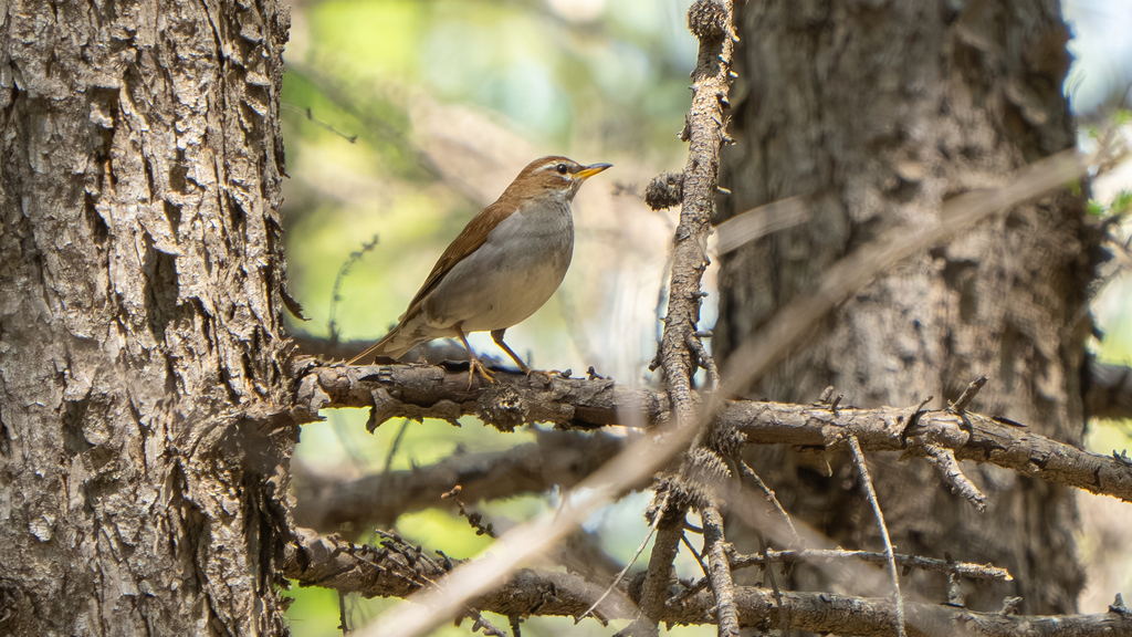 Grey-sided Thrush in May 2025 by Mengshuai Ge · iNaturalist