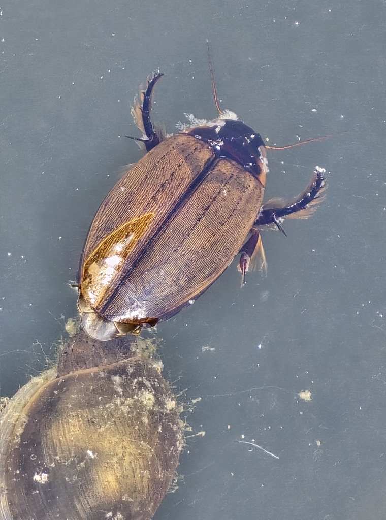large-grooved diving beetle from 15 Zossen-Wünsdorf, Deutschland on May ...