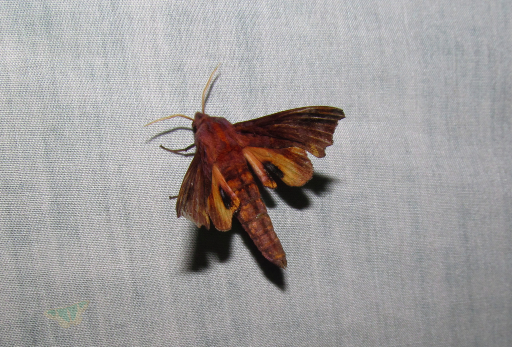 Small-eyed Sphinx from East Brunswick, NJ, USA on July 27, 2013 at 11: ...