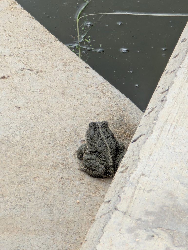 Woodhouse's Toad from Denver, CO 80238, USA on May 29, 2025 at 10:36 AM ...
