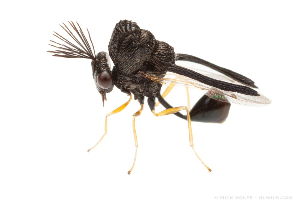 Kapala from Paucartambo Province, Peru on May 26, 2025 at 03:45 AM by ...