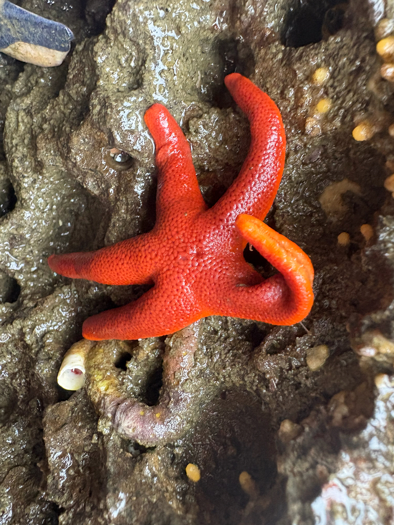 Blood Stars from OR, US on May 29, 2025 at 08:15 AM by jamflsh ...