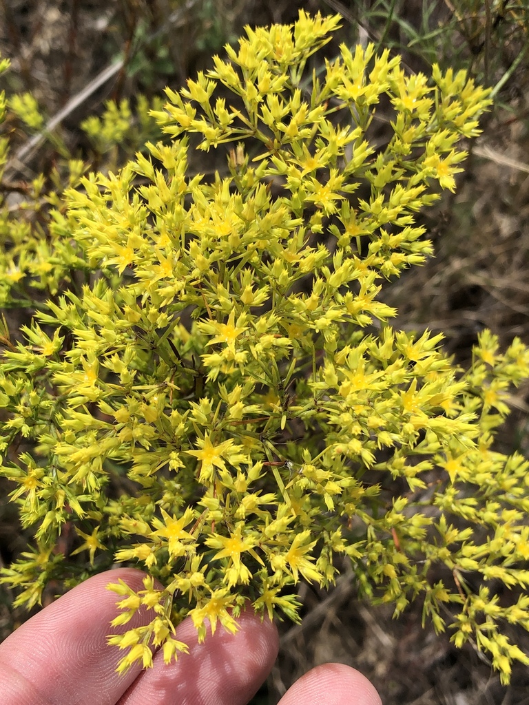 Whitlow-wort (Wildlife and Wildflowers of Texas - Plants Pt.2 ...