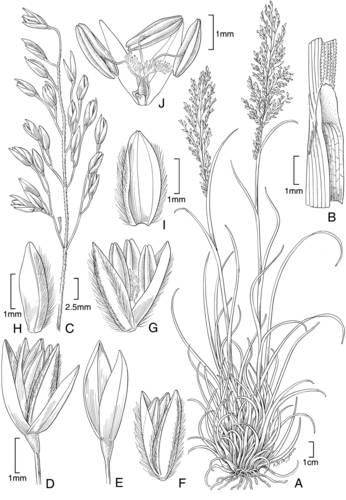 Pine dropseed (Blepharoneuron)