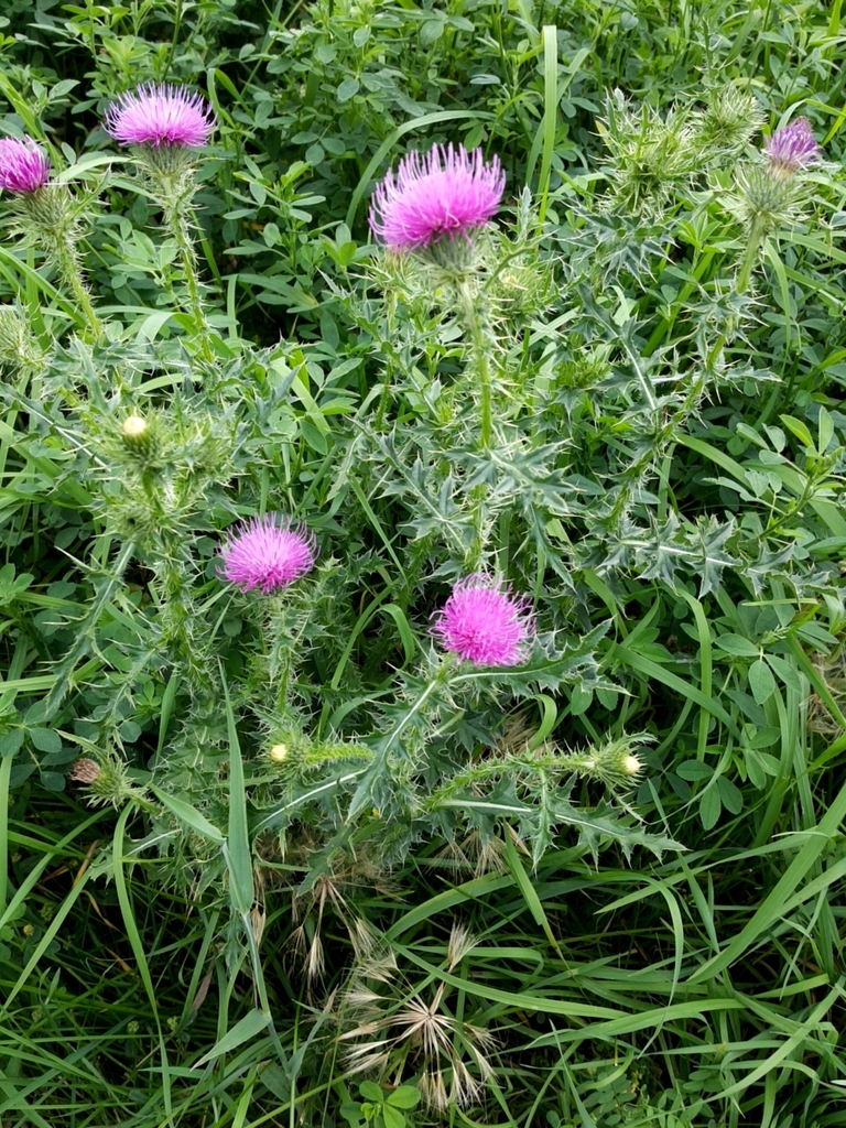 Broad-winged Thistle from Colville on September 13, 2019 by jojo-ochs ...