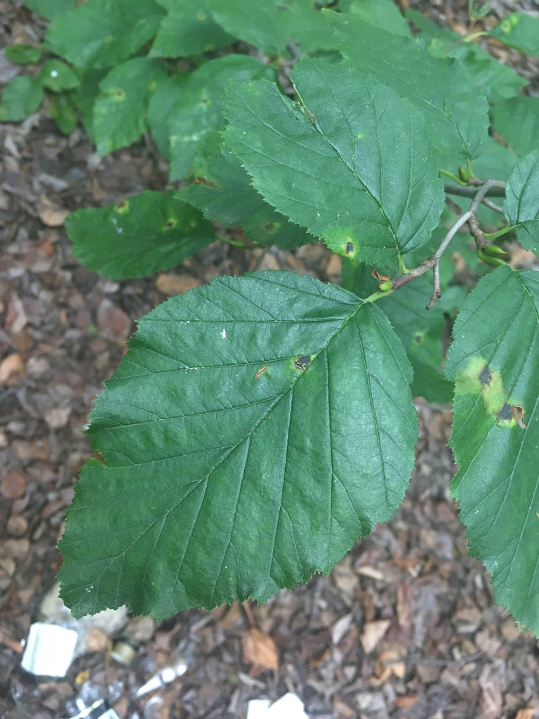 siberian alder (Alnus alnobetula fruticosa) - Botanical Realm