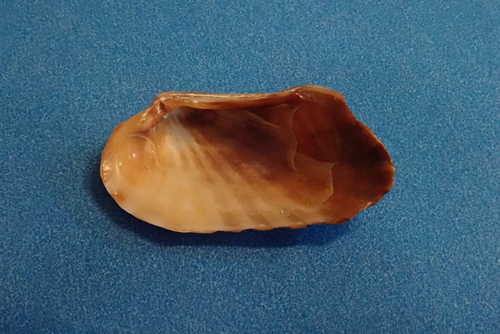 West Indian Cardita (Carditamera gracilis) · iNaturalist