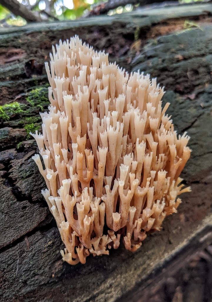 crown-tipped coral fungus from Wheaton, ND, USA on September 13, 2019 ...