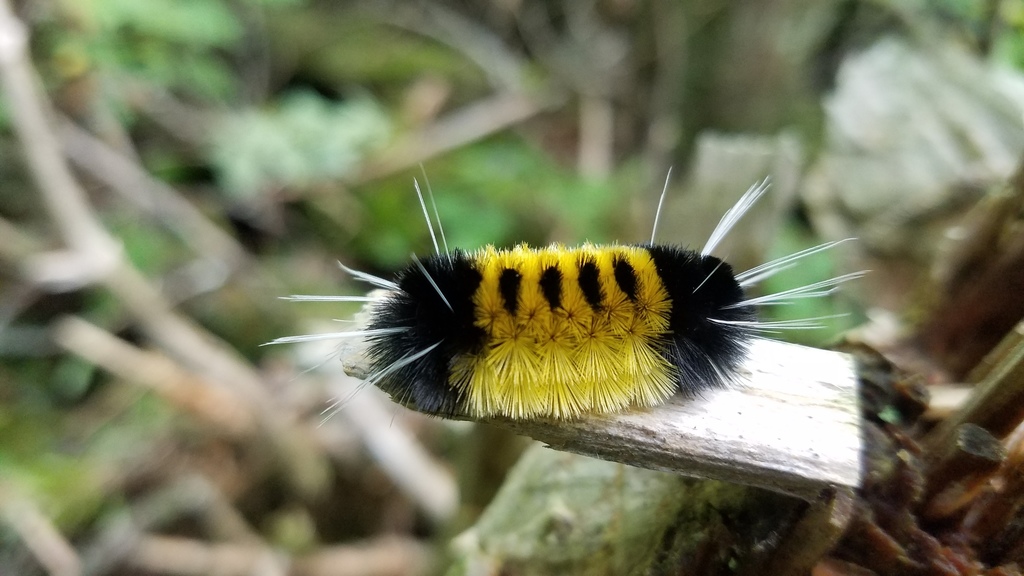 Spotted Tussock Moth from Kings County, NS, Canada on September 13 ...