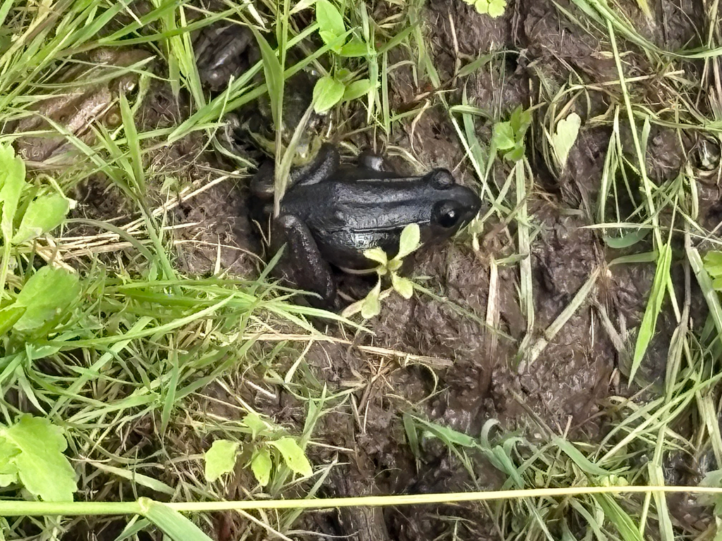 Green Frog from Aberdeen St NE, Grand Rapids, MI, US on May 29, 2025 at ...