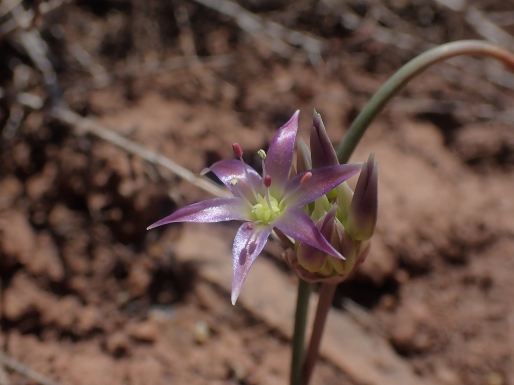 Allium atrorubens - Our Native Plants