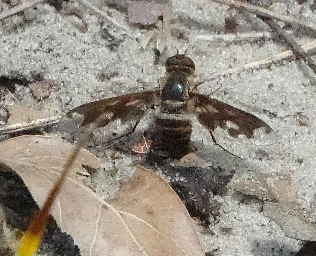 Band-winged Bee Fly from East Lake, FL, USA on May 29, 2025 at 10:21 AM ...