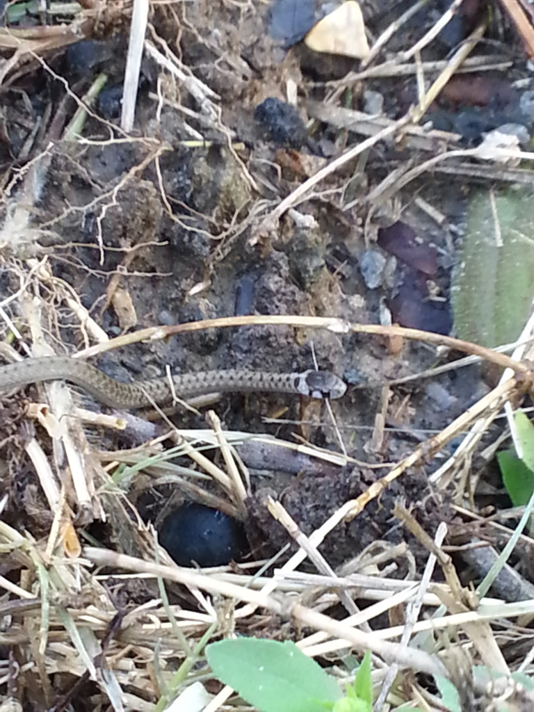 Midland Brown Snake (Reptiles of Alabama) · iNaturalist