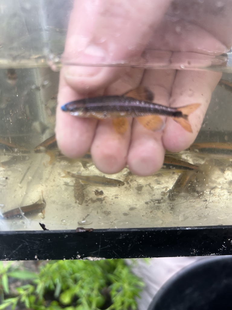 Bluenose Shiner in May 2025 by Jacob Hann · iNaturalist