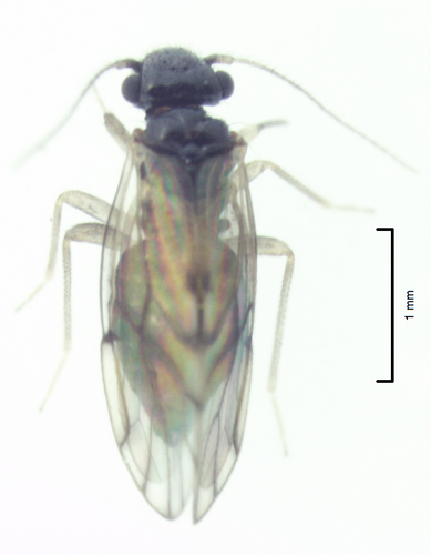 Ectopsocus axillaris · iNaturalist