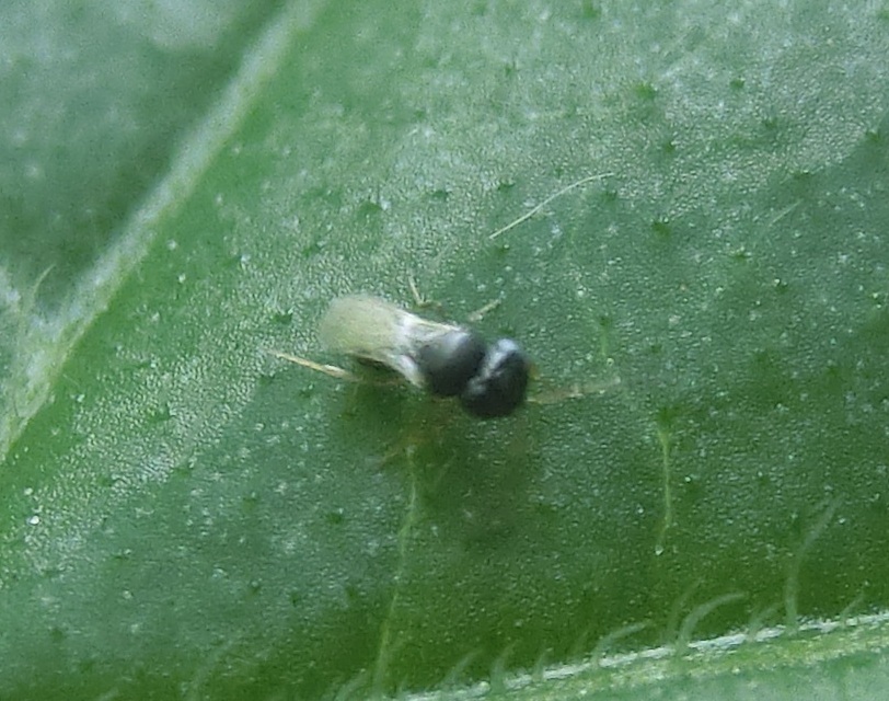 Telenominae from 510台灣彰化縣員林市 on May 30, 2025 at 09:15 AM by r88621108 ...