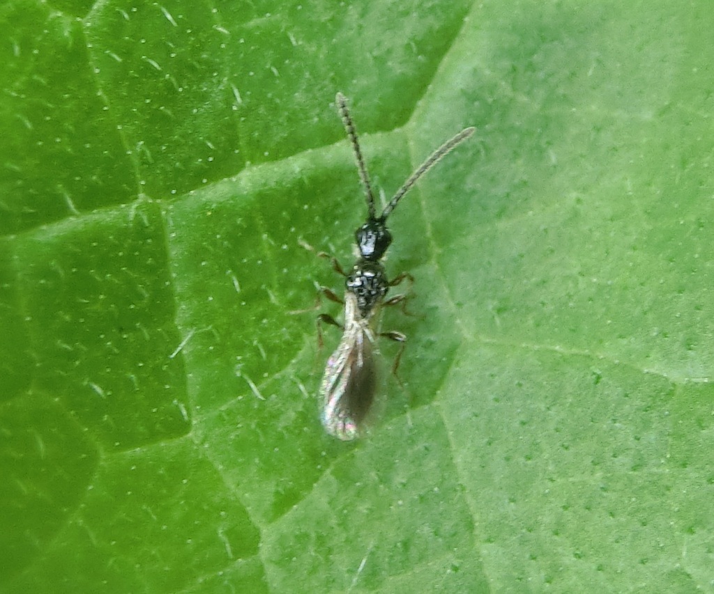 Coptera from 510台灣彰化縣員林市 on May 30, 2025 at 09:22 AM by r88621108 ...