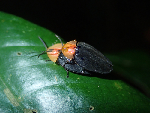 Tenaspis gonzalenzis · iNaturalist