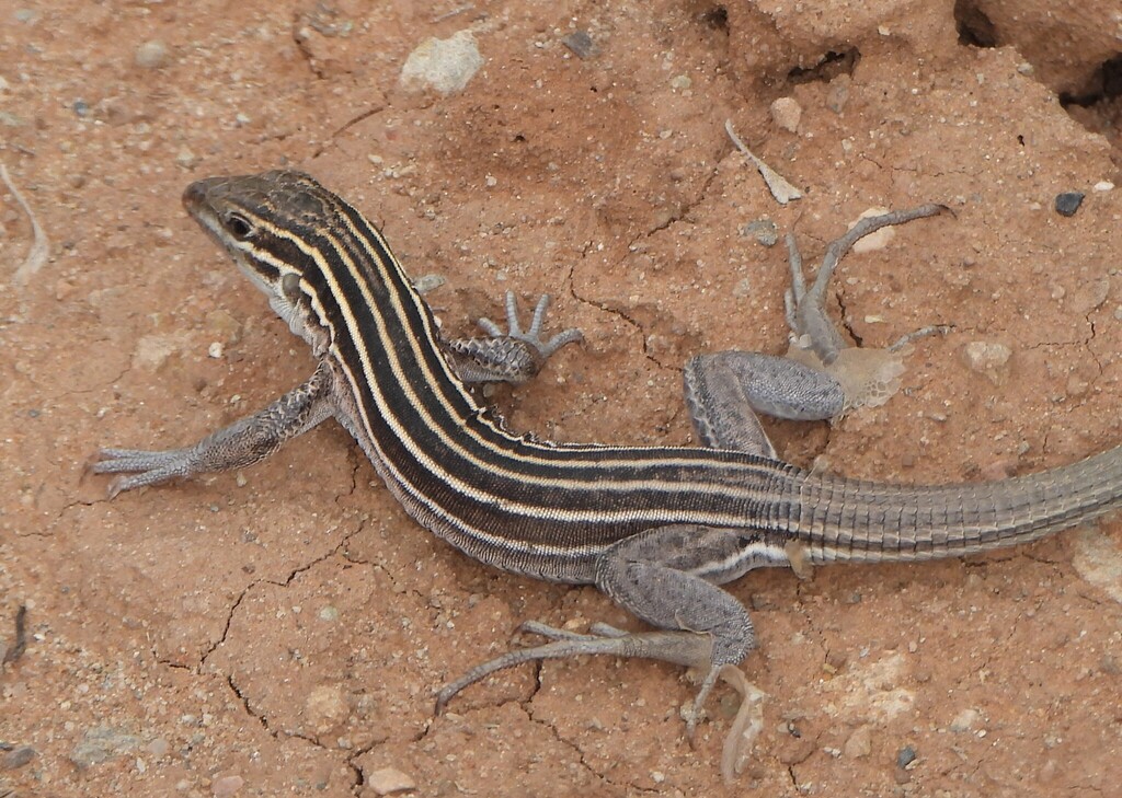 Plateau Striped Whiptail from Canyons of the Ancients National Monument ...