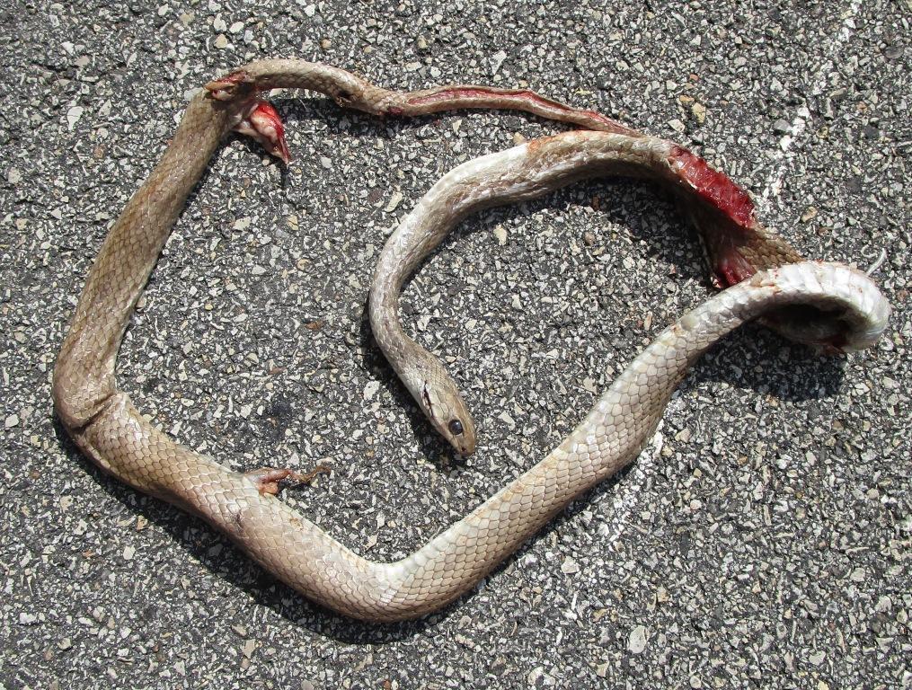 Tan Racer from Liberty County, TX, USA on May 25, 2025 at 04:03 PM by ...