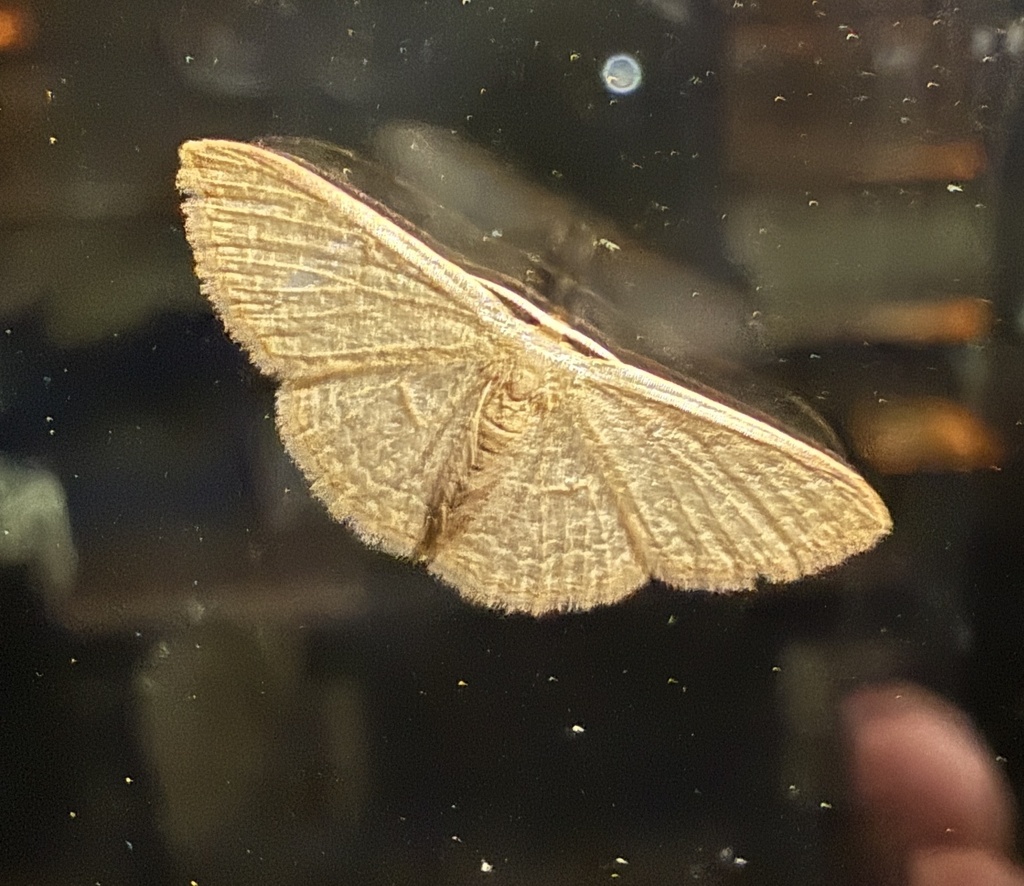 Common Tan Wave from Highland Rd, Baton Rouge, LA, US on May 29, 2025 ...