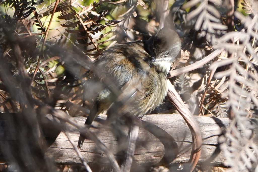 Typical Scrubwrens from Mount George Conservation Park, Mount George ...