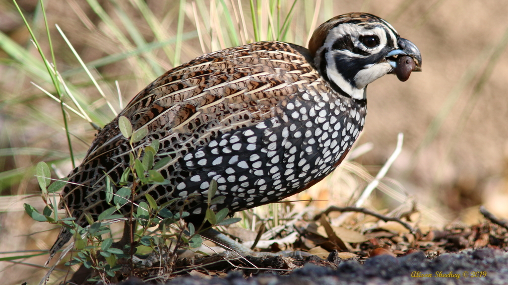 New World Quails (Odontophoridae) - Avian Discovery