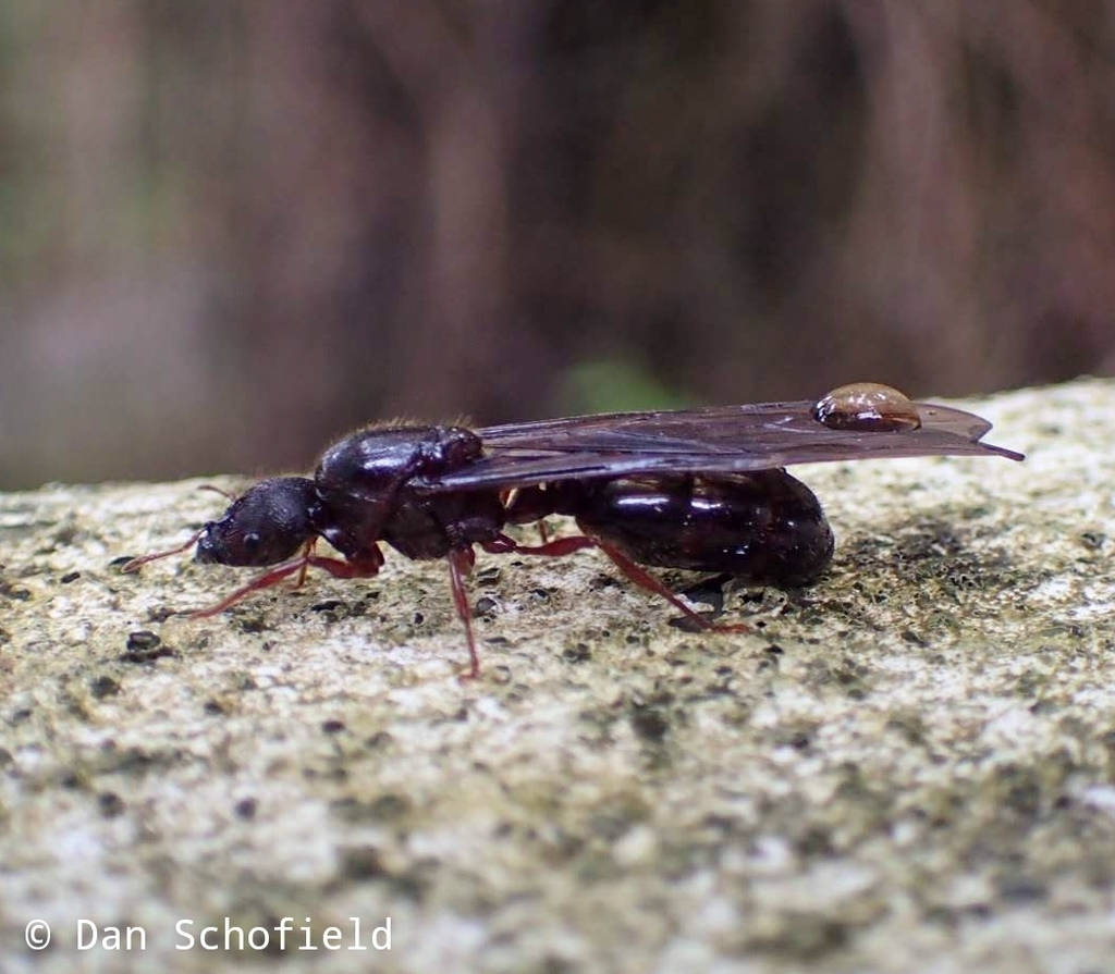 Marauder Ants and Carebara Thief Ants from Mae Hi, Pai District, Mae ...