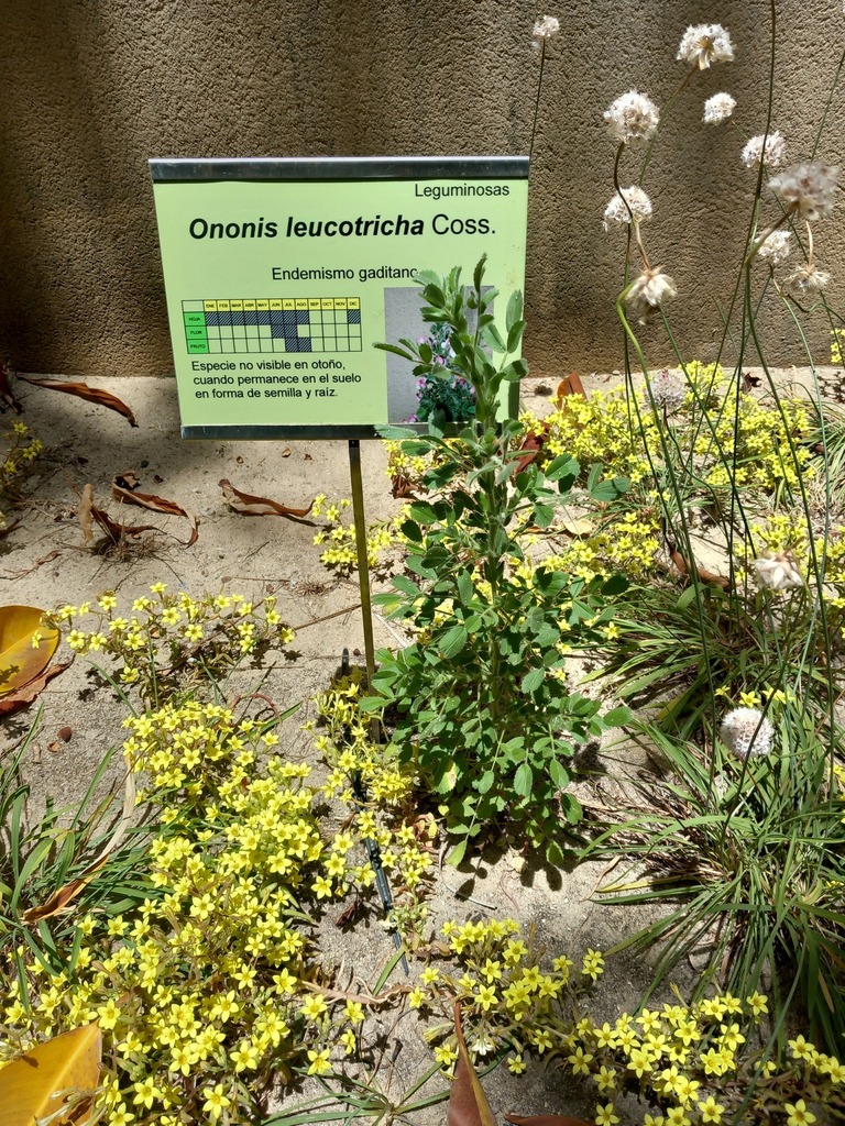 Ononis pinnata from 11100 San Fernando, Cádiz, España on May 28, 2025 ...