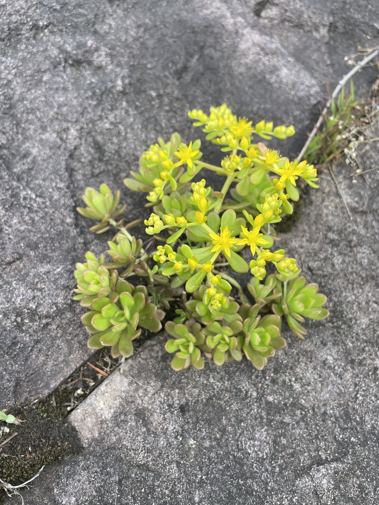 Alfred's Stonecrop (Sedum alfredii) - Botanical Realm