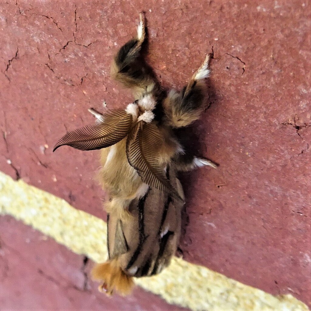 Paulownia Bagworm Moth from Perth WA, Australia on March 13, 2021 at 06 ...