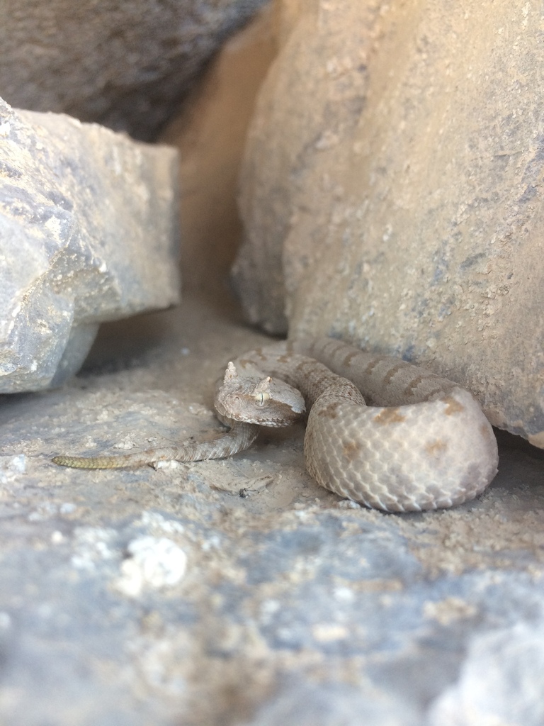 Persian Horned Viper from Jebel Qihwi hiking trail, Musandam, OM on ...