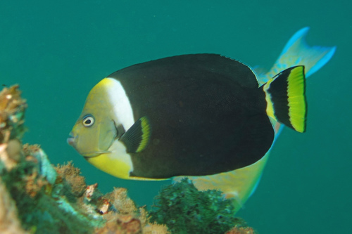 Yellowtail Angelfish (Chaetodontoplus personifer) · iNaturalist