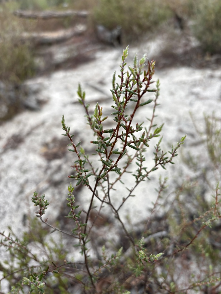 Bearded Heath from Geegeela SA 5268, Australia on May 30, 2025 at 09:28 ...
