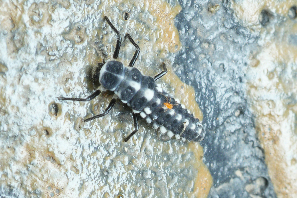 Calvia muiri from 中国浙江省湖州市安吉县 on May 25, 2025 at 03:06 PM by 帕索卡 ...