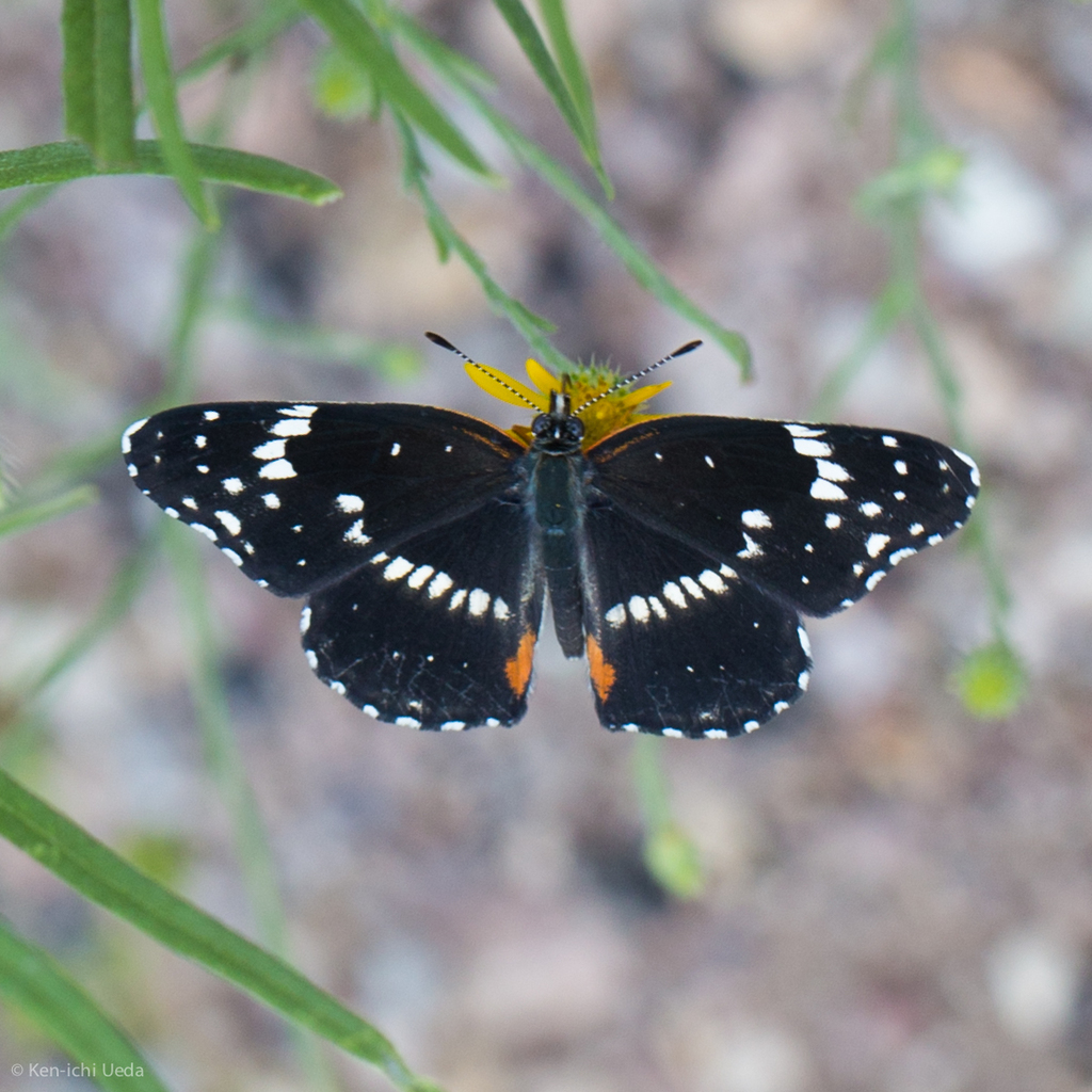 Bordered Patch (San Antonio Missions National Historical Park Butterfly ...